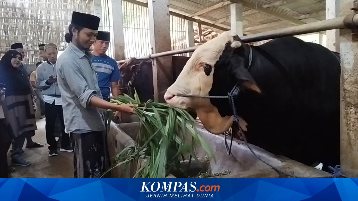 Presiden Prabowo Beli Sapi Kurban Asal Pamekasan Seharga Rp 100 Juta