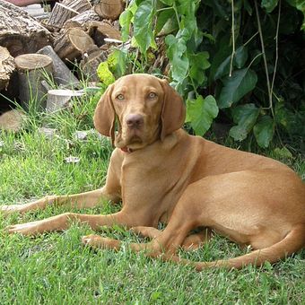 10 Ras Anjing Paling Pemalu, Akita hingga Dalmatian