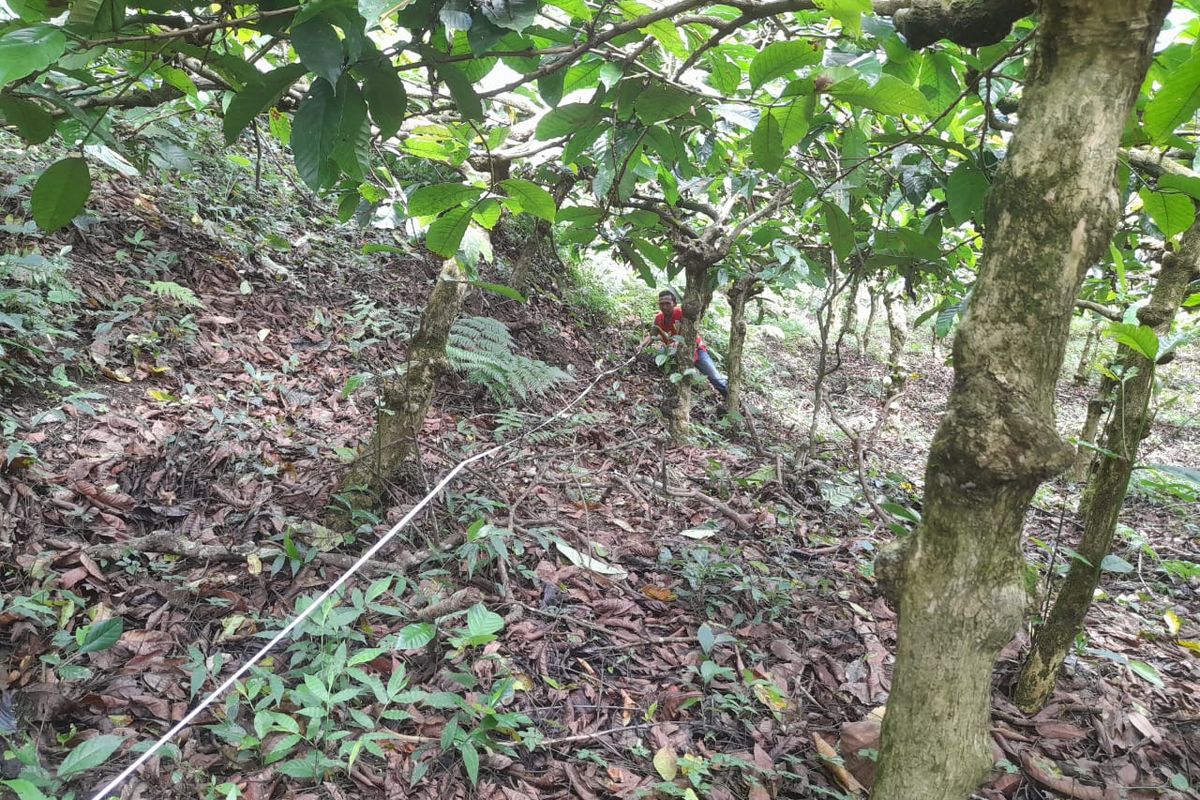 Ada Retakan Tanah di Kebun Kopi Desa Sidomulyo Jember, Berpotensi ...