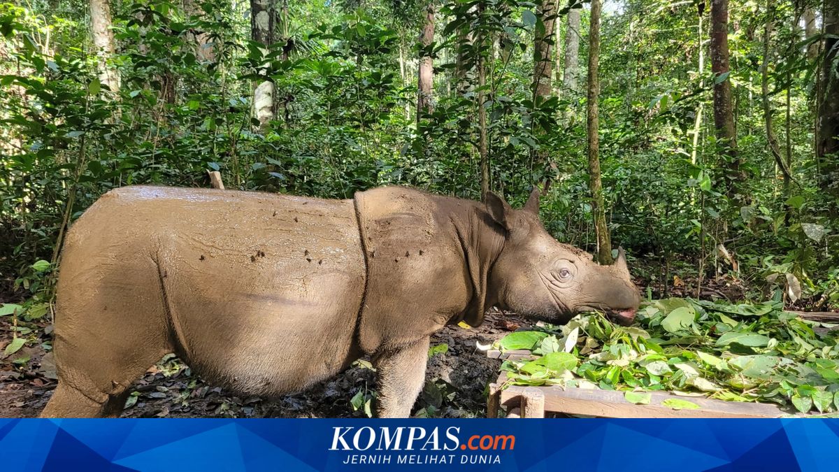 Kisah Badak Pari, Harapan Terakhir Mencegah Punahnya Badak Kalimantan