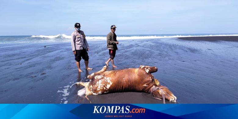 Viral, Video Bangkai Sapi Limosin Terdampar di Pantai Bambang Lumajang