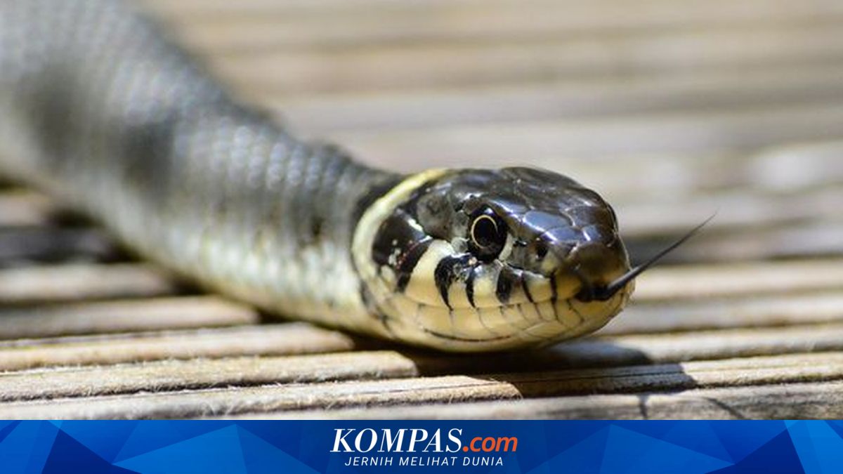 Ular Tak Hanya Melata, tapi Juga Bisa “Terbang”, Menyamping, hingga ...