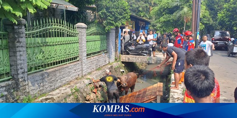 Hendak Disembelih, Sapi Kurban di Jakarta Timur Masuk Parit