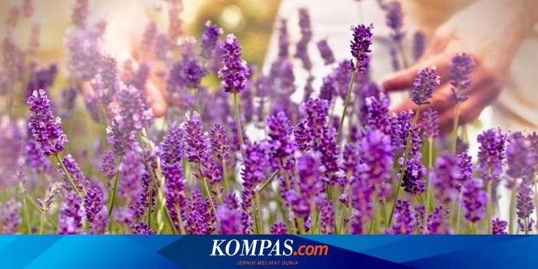 Mudah, Ini Cara Menanam Lavender di Pot
