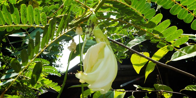 3 Tahap Budidaya Tanaman Turi, Bisa Dipanen untuk Pakan Ternak