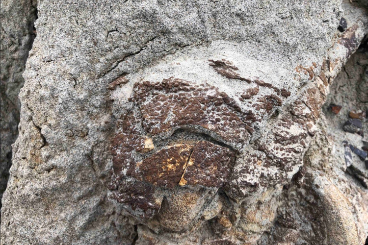 Foto : Peneliti Temukan Fosil Dinosaurus Langka Lengkap dengan Kulitnya Foto : Peneliti Temukan Fosil Dinosaurus Langka Lengkap dengan Kulitnya