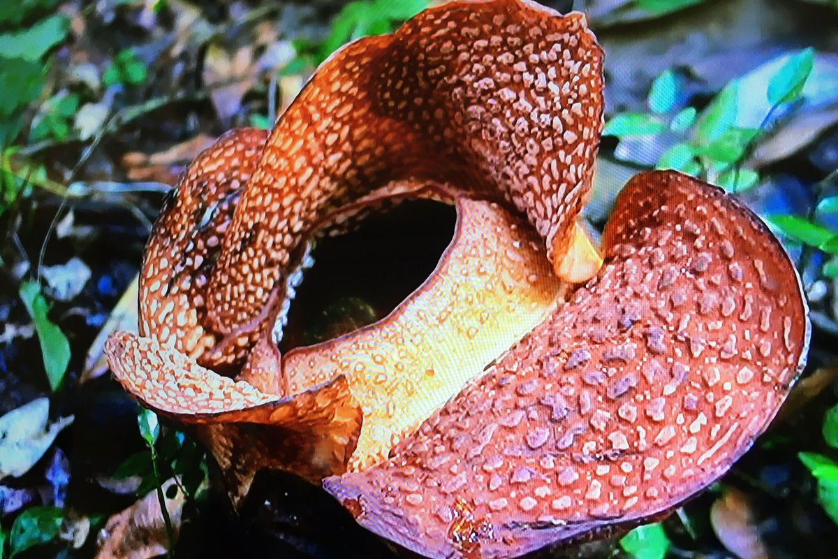 3 Bunga Nasional Indonesia