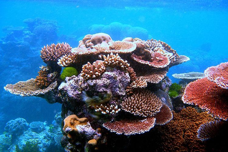 Foto : Great Barrier Reef di Australia Berupaya Seimbangkan Pariwisata ...