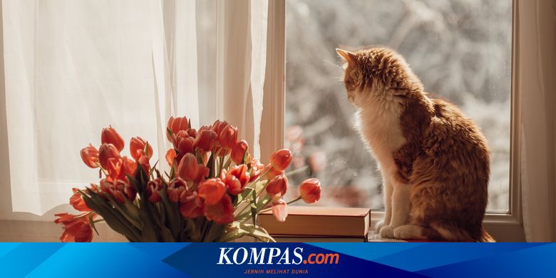 6 Ide Desain Rumah yang Ramah Kucing