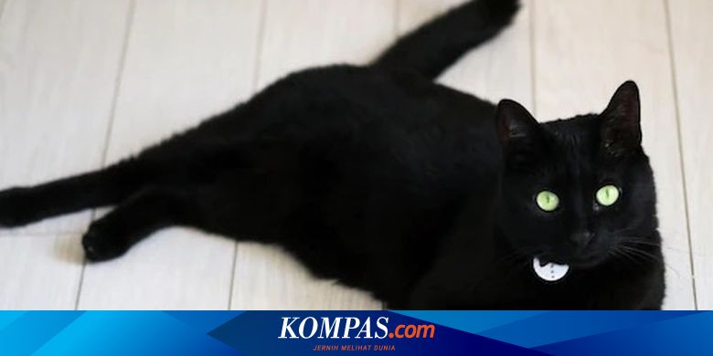 Sejak Kapan Kucing Hitam Dikaitkan dengan Kesialan? Halaman all ...