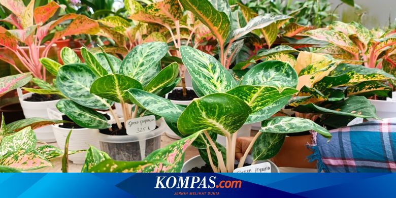 Cara Merawat Tanaman Aglonema agar Tumbuh Subur dan Cantik