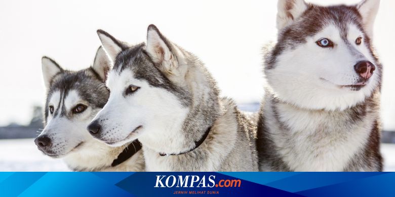 10 Ras Anjing yang Sulit Dilatih, Husky hingga Alaskan Malamute