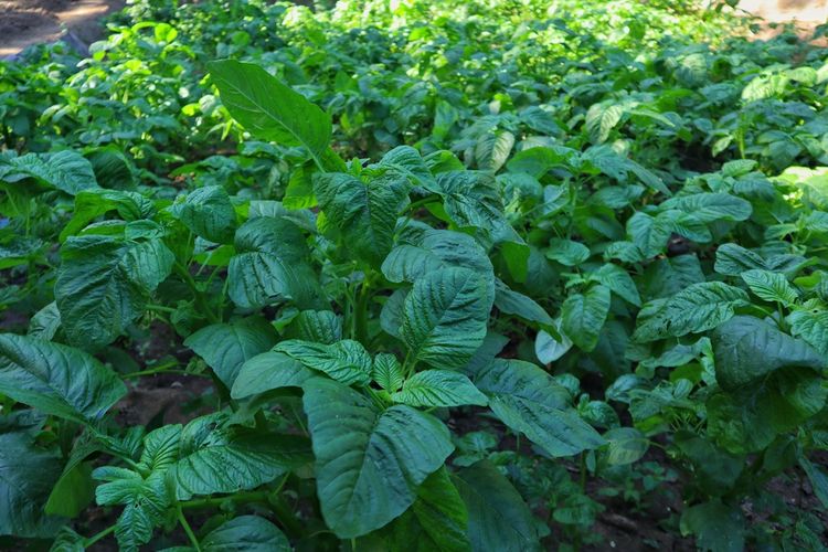 Benarkah Sayur Bayam dan Asparagus Berbahaya bagi Penderita Asam Urat?