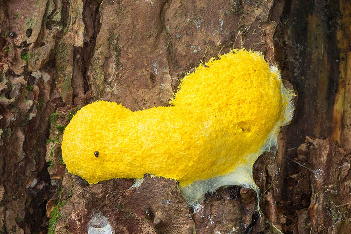 Ciri-ciri Protista Mirip Jamur