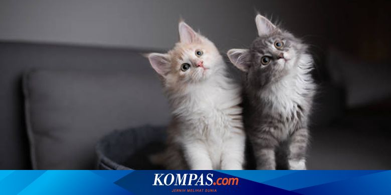 5 Ciri Utama yang Membedakan Kucing Jantan dan Betina