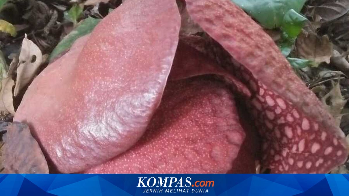 Kemarau, Bunga Rafflesia di Bengkulu Tak Mekar Sempurna