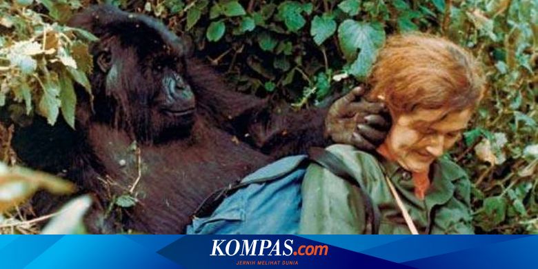 Biografi Tokoh Dunia: Dian Fossey, Hidup Akrab dengan Gorila