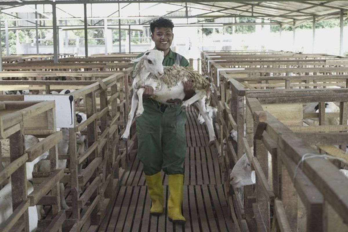 Isnaq Rozaq, Peternak Termuda DD Farm Jateng yang Tekun Gapai Mimpi ...