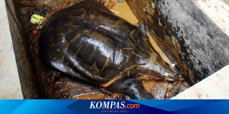 BKSDA Monitor Lokasi Bulus Raksasa Menampakkan Diri