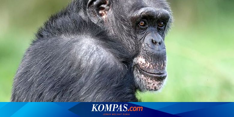 Simpanse Tertua Eropa Mati di Taman Safari Skotlandia