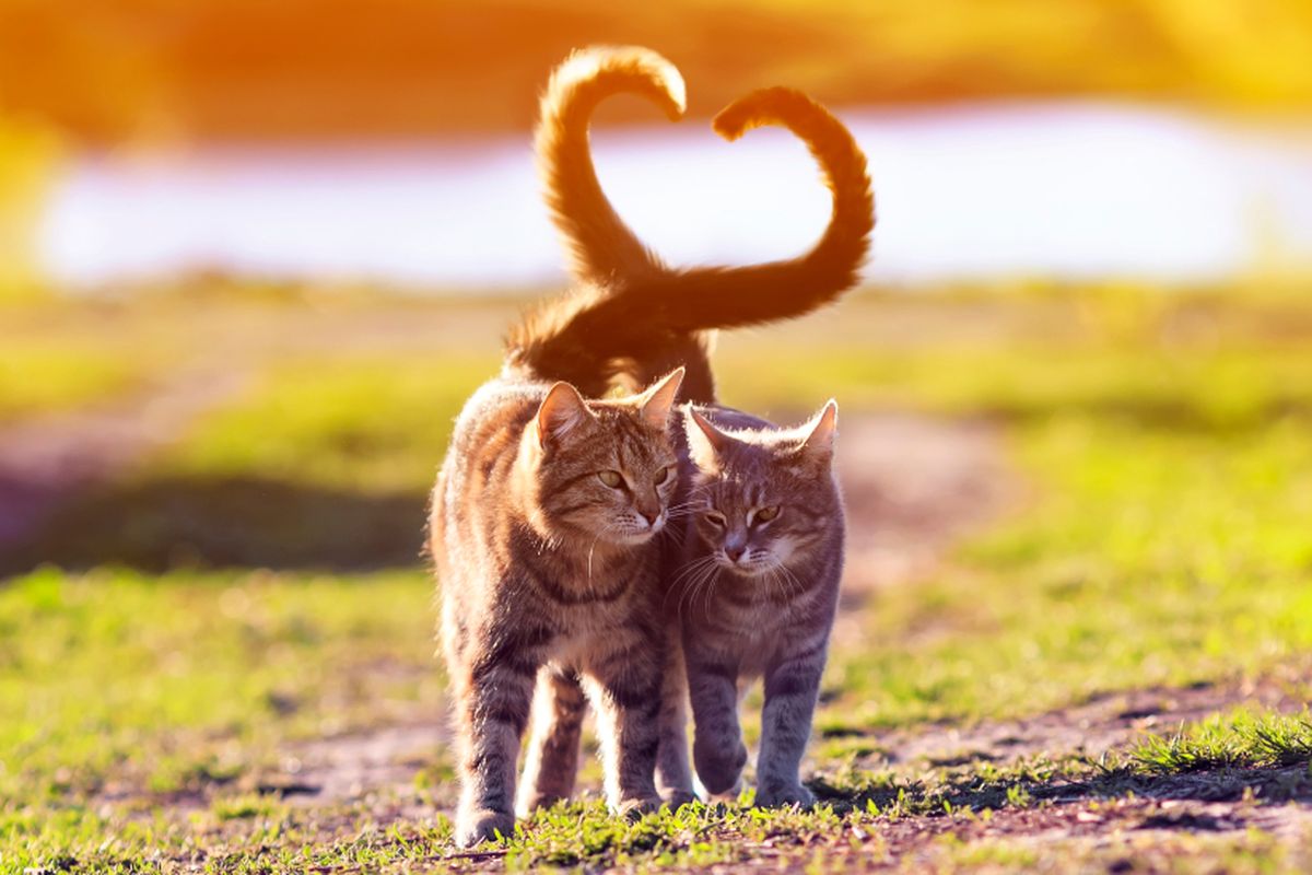 Mengenal Pulau Kucing di China, Rumah bagi Ratusan Kucing Liar Sebelum ...