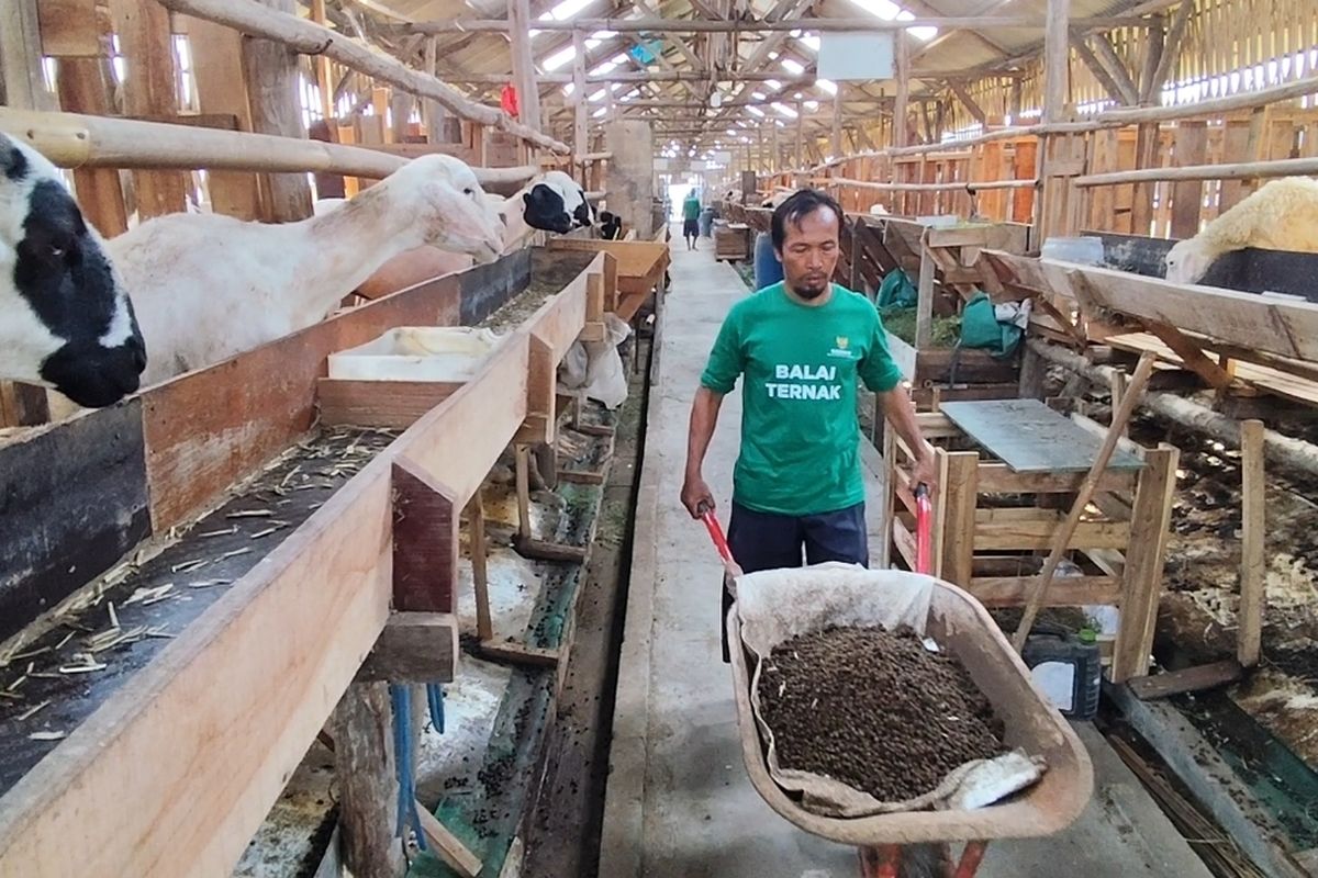 "Integrated Farming" ala Nurul Huda Farm di Cirebon: Ternak Kambing ...