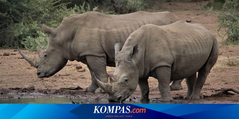 Ukuran Cula Badak Menyusut Selama 130 Tahun Terakhir, Apa Alasannya?
