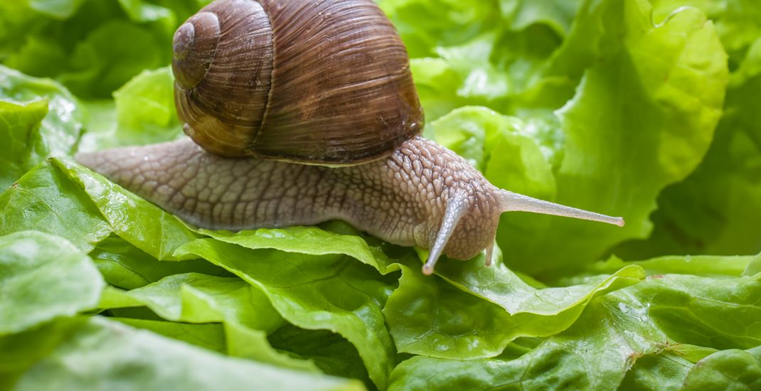 Kenapa Siput dan Keong Jalannya Lambat?