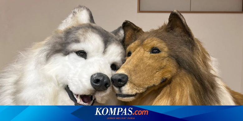Pria Jepang yang Habiskan Ratusan Juta untuk Jadi Anjing Kini Buka ...