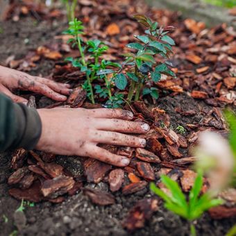 7 Jenis Mulsa Organik untuk Melindungi Tanaman dan Kebun dari Penyakit