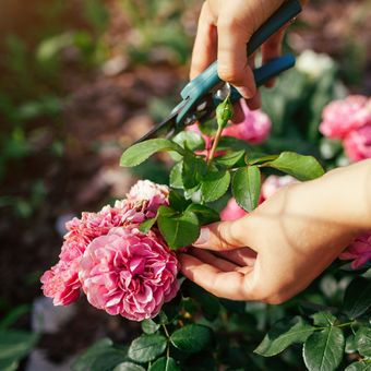 Cara Memangkas Bunga Mawar dengan Benar