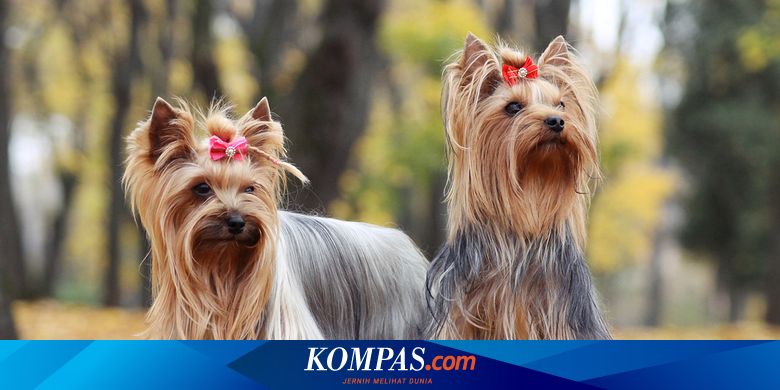 Bisakah Anjing Betina Menstruasi? Ini Penjelasan dan Tanda-tandanya