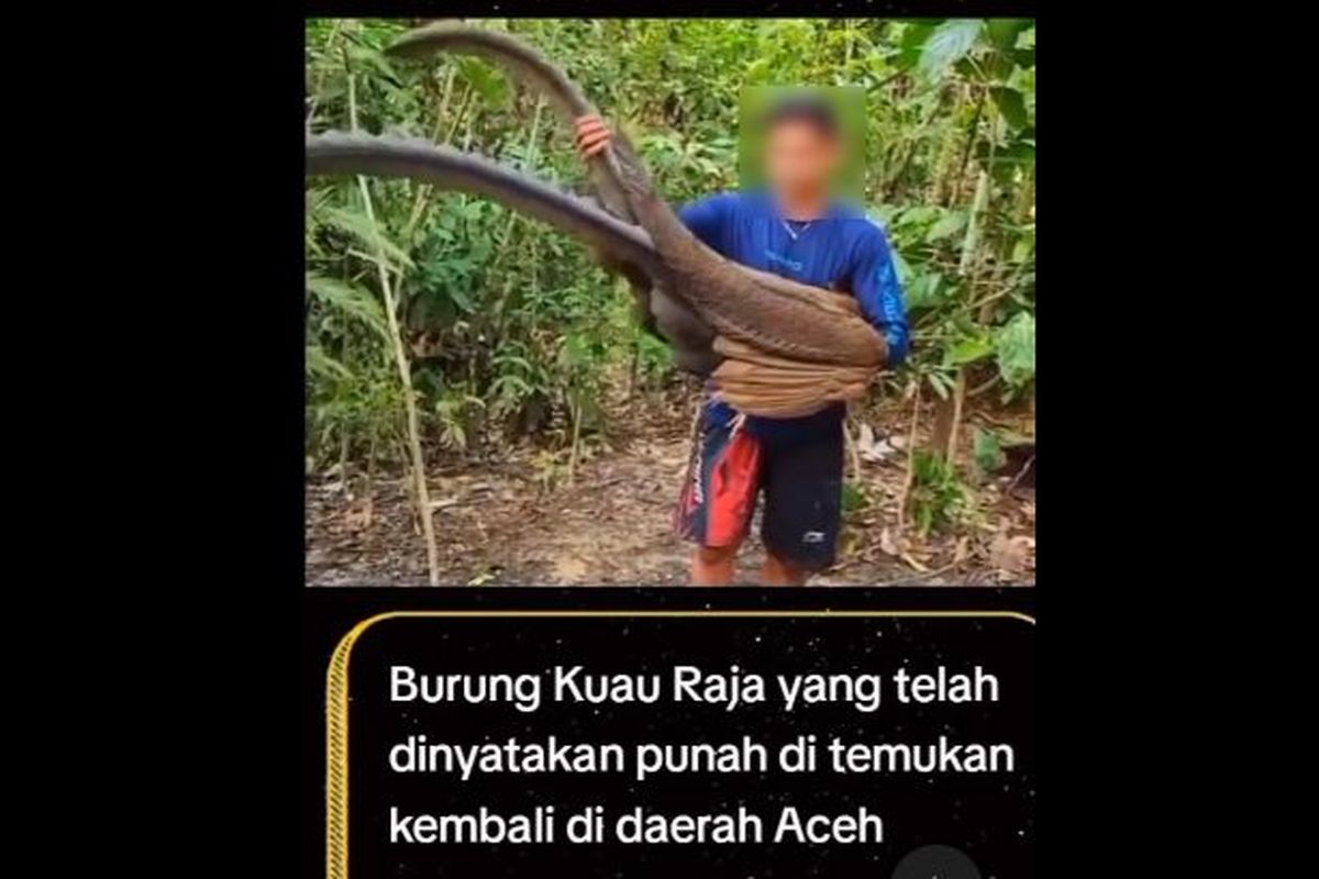 Burung Kuau Raja Diklaim Punah tapi Ditemukan Kembali di Aceh ...