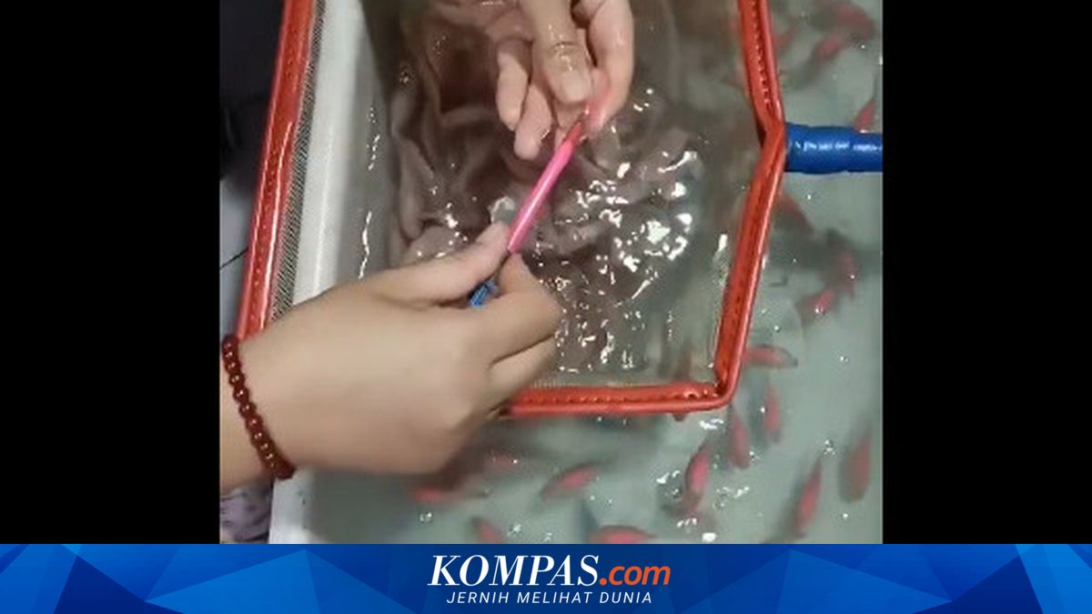 Ramai soal Ikan Transparan Disuntik Zat Pewarna, Pakar: Bisa Picu Kematian