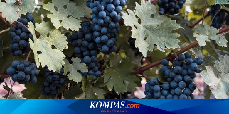 Berapa Lama Tanaman Anggur Berbuah? Ini Faktor yang Mempengaruhinya