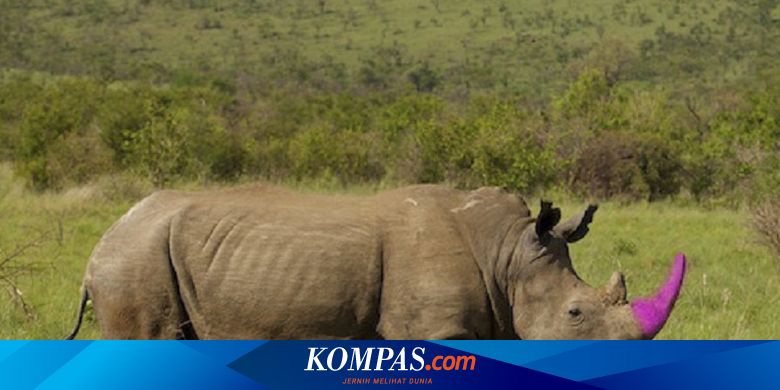 Kisah di Balik Badak Bercula Pink di Afrika Selatan