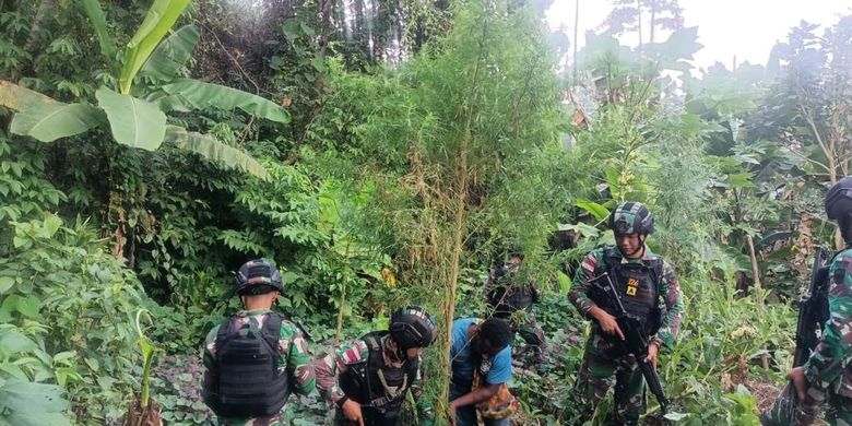 Berita Harian Temuan-ladang-ganja-400-meter-persegi-di-perbatasan-papua ...