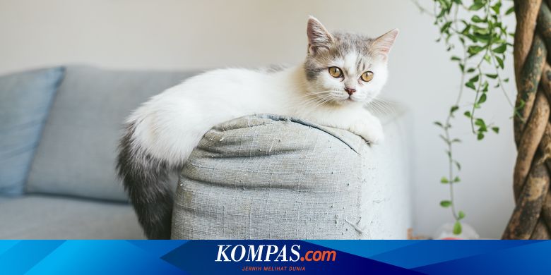 5 Ras Kucing Mungil yang Menggemaskan