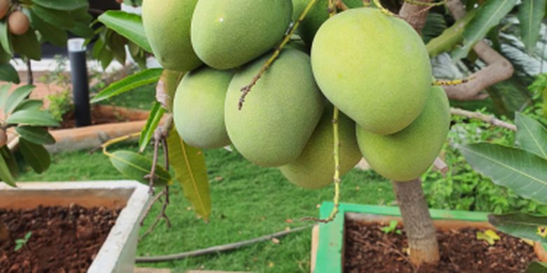 Cara Menanam Buah di dalam Pot, Solusi Bertani di Lahan Sempit