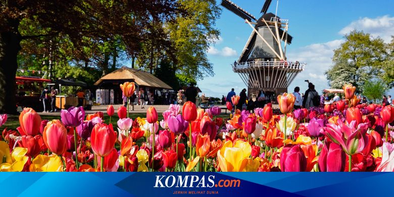 Festival Bunga Tulip Terbesar di Belanda Dibuka untuk Umum