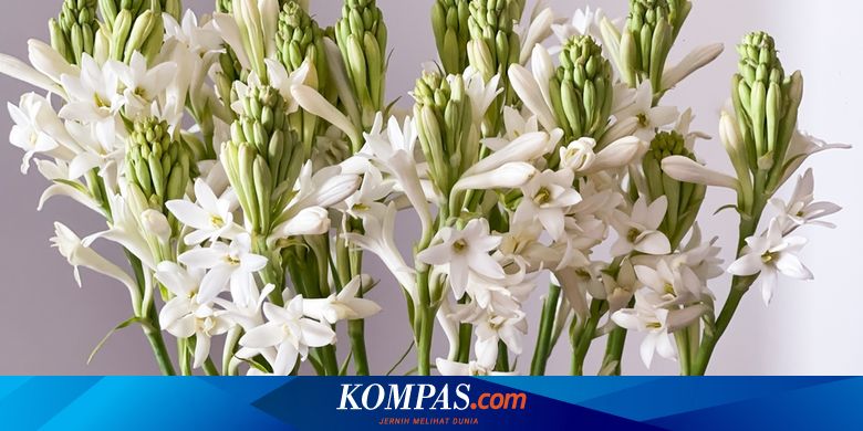 Daftar Flora Identitas Setiap Provinsi di Indonesia