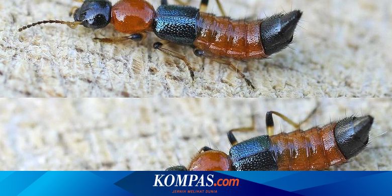 Cara Mengatasi Gigitan Tomcat