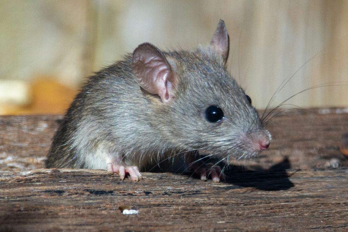 7 Cara Alami Mengusir Tikus di Rumah Tanpa Racun
