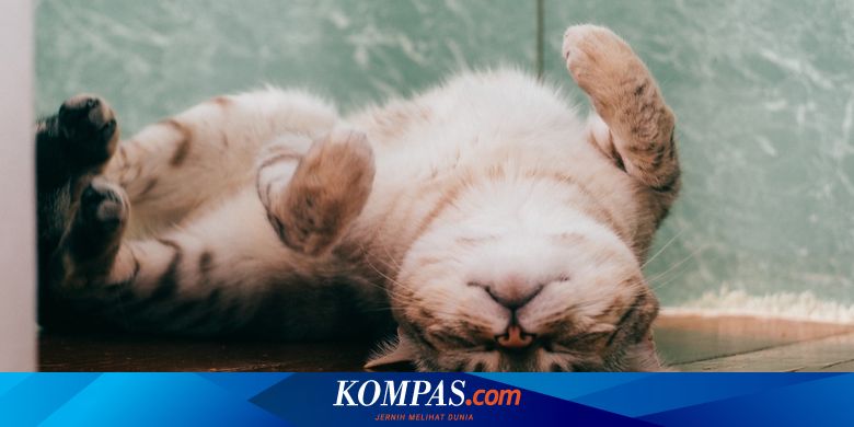 7 Alasan Mengapa Kucing Berguling-guling di Lantai