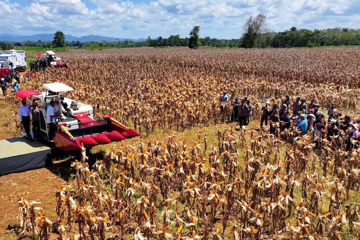 Momen Prabowo Naik Traktor Corn Harvester Saat Panen Jagung di Kalbar