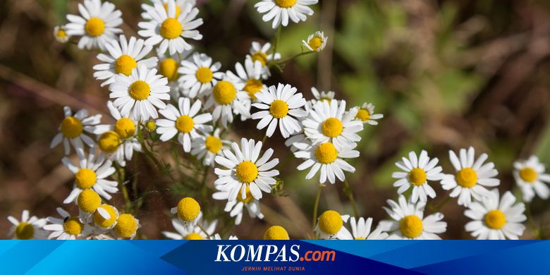 Mengenal Bunga Chamomile, dari Sejarah, Arti, hingga Manfaat