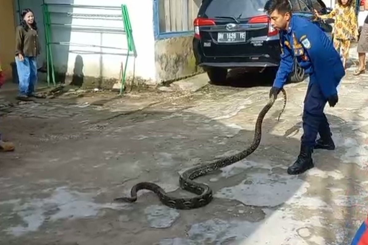 Ular Masuk ke Rumah Warga Pascabanjir di Jambi, Ada Sanca dan Kobra