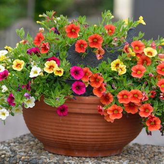 6 Tanaman Bunga yang Dapat Ditanam di Pot