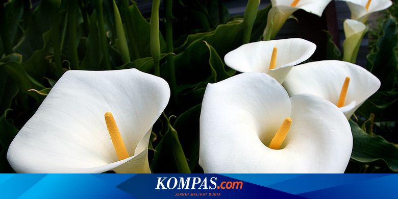 Ternyata, 10 Bunga yang Cantik Ini Beracun