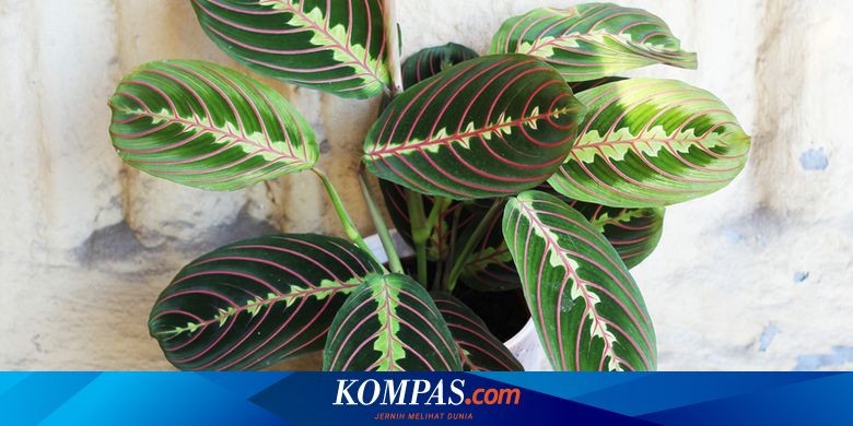 Tips Merawat Tanaman Calathea agar Subur dan Cantik